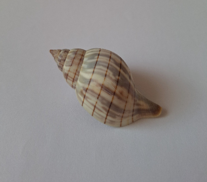 Cinctura hunteria - PRODÁNO/SOLD :: SHELLS FOR YOU.CZ